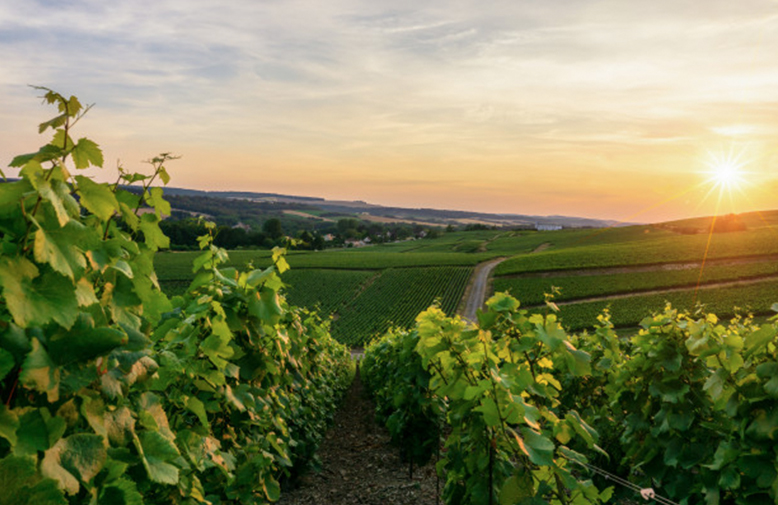 Typy vinic - Vinoteka-Praha.cz